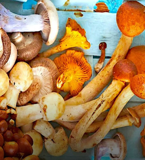How Mushrooms Protect Your Brain - Addiction/Recovery eBulletin